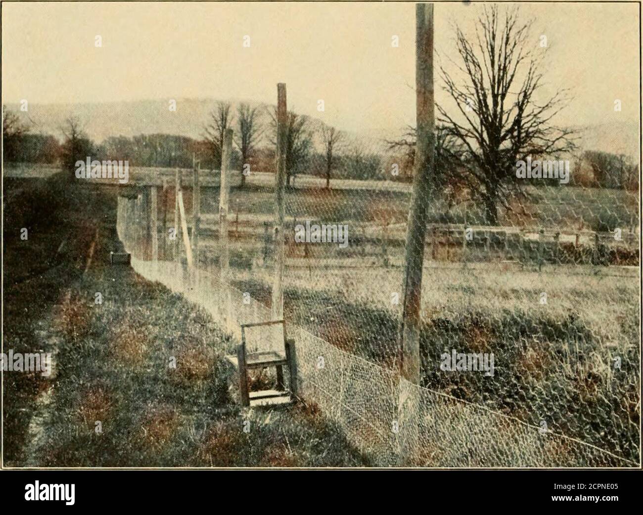 Pheasant rearing field hi-res stock photography and images - Alamy