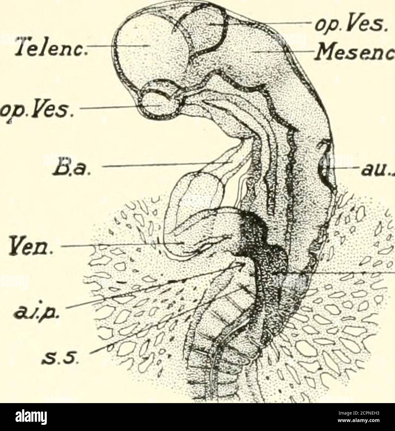 . The development of the chick; an introduction to embryology . -Aorn ...