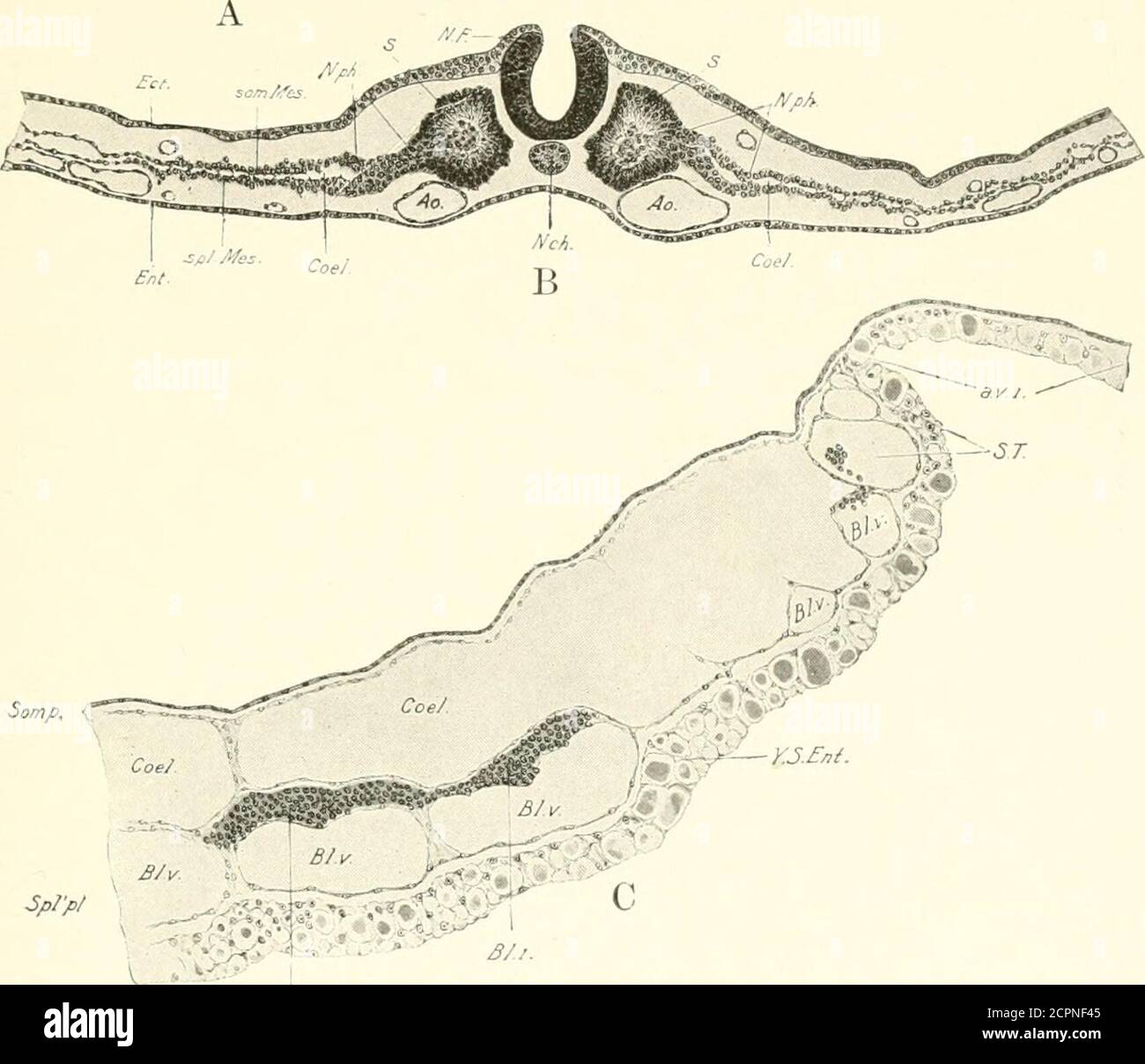 Chick embryo neural tube hi-res stock photography and images - Alamy