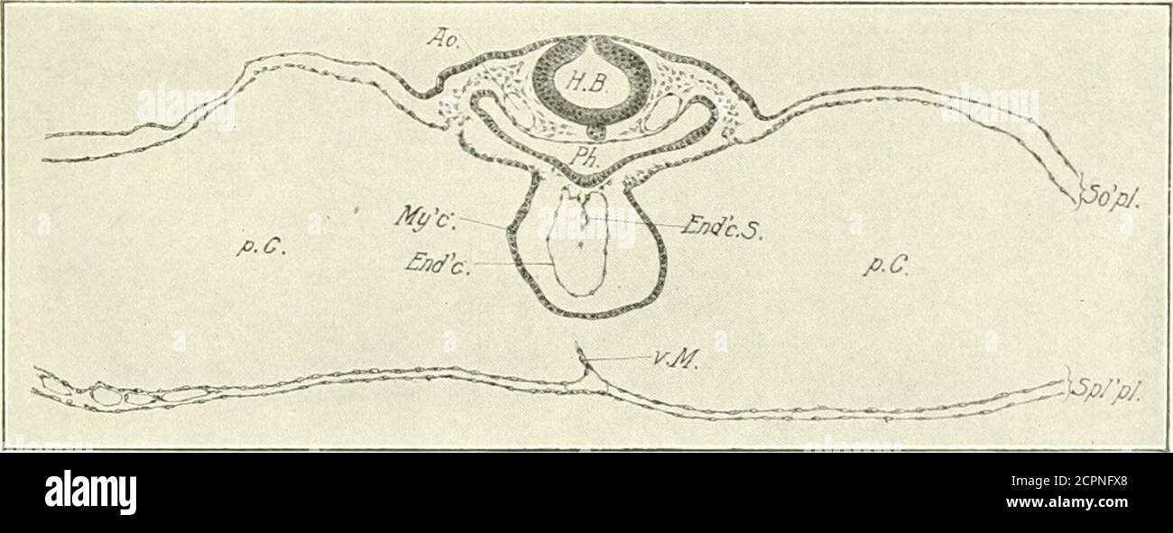 . The development of the chick; an introduction to embryology . •Spiy ...