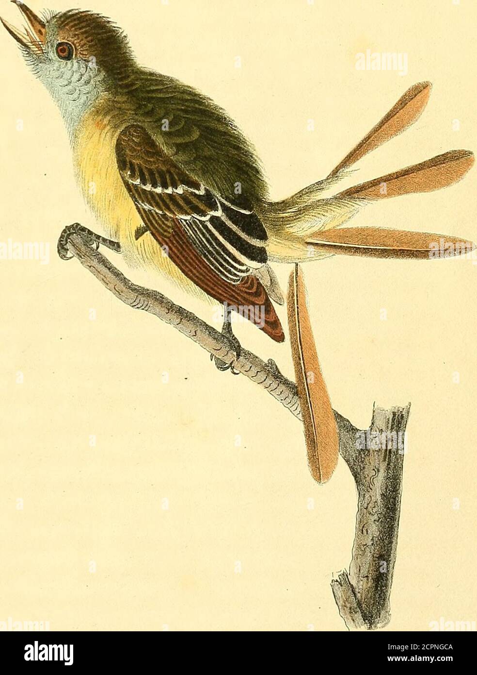 . The birds of America : from drawings made in the United States and ...