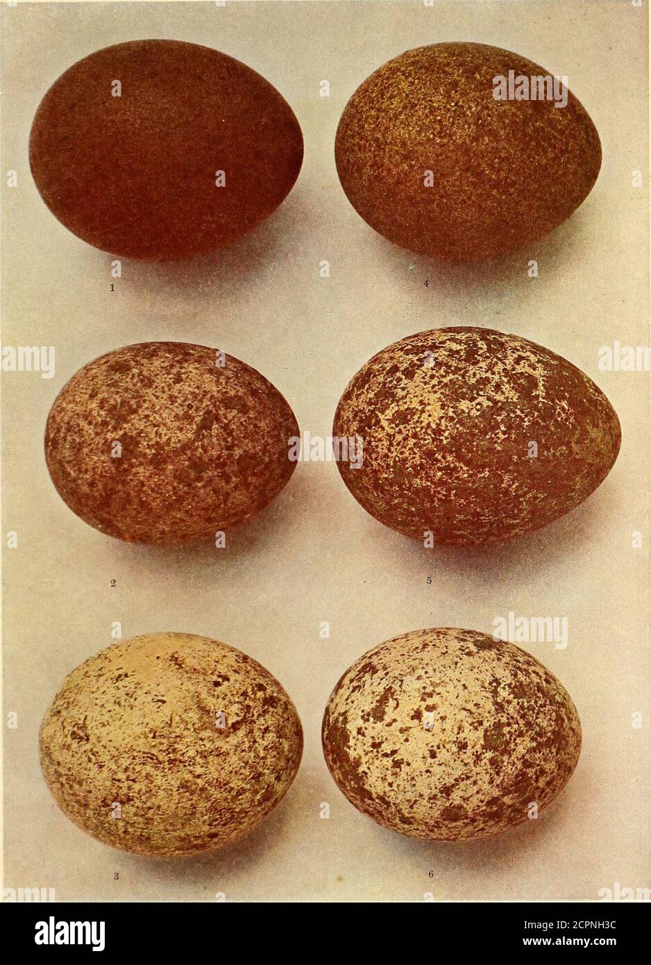 . A synopsis of the Accipitres (diurnal birds of prey) : comprising ...