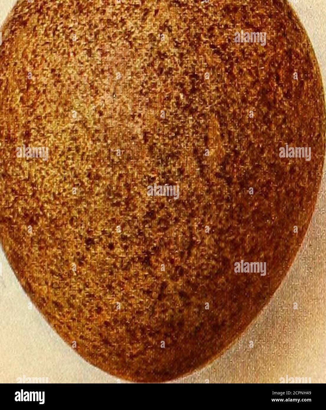 . A synopsis of the Accipitres (diurnal birds of prey) : comprising ...