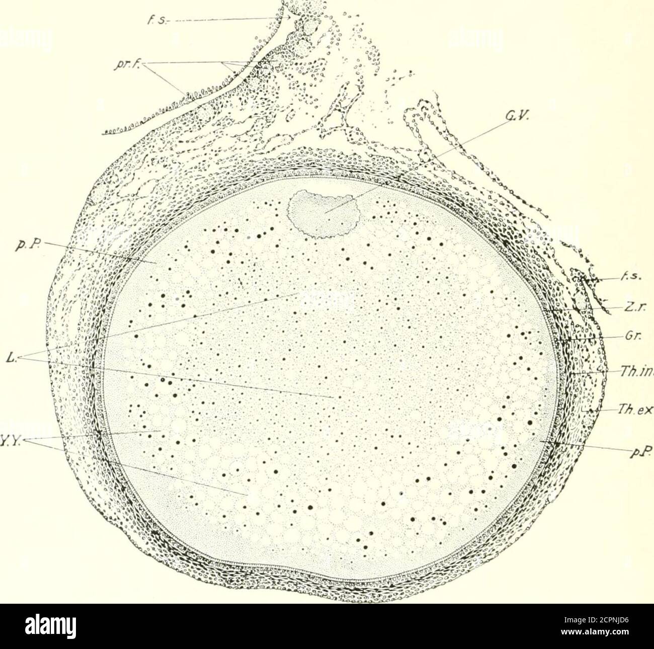 Primordial follicle hi-res stock photography and images - Alamy