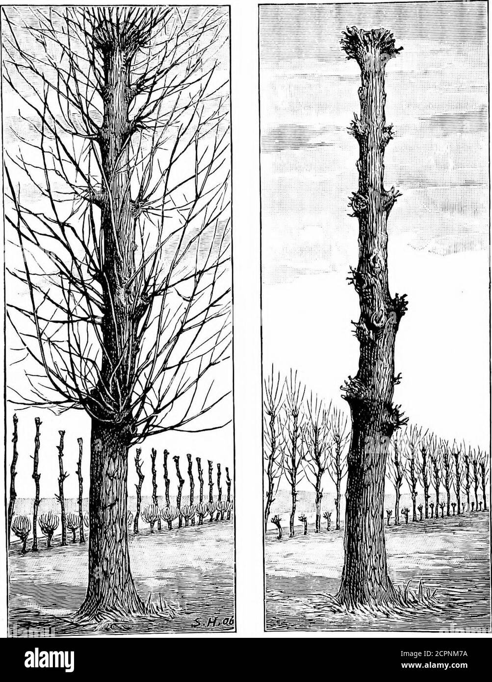 . How to attract and protect wild birds . produced by the loi^ping ...