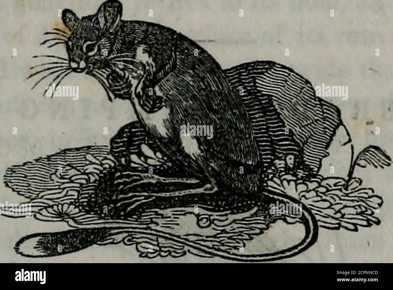 Mouse under its tail hi-res stock photography and images - Alamy