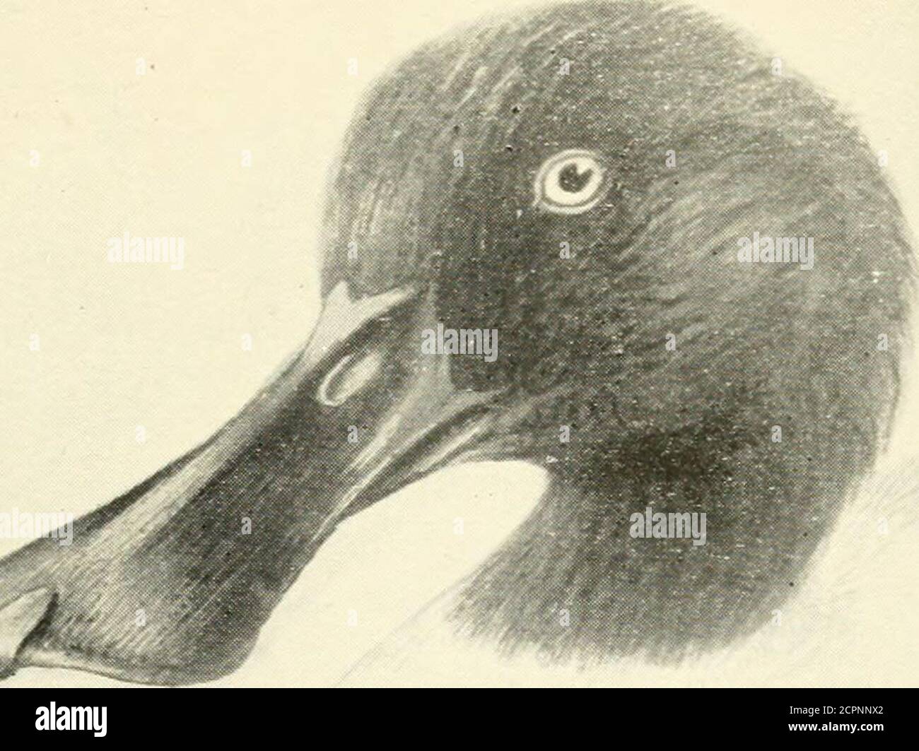 . The water fowl of India and Asia . ches. Besides, the blue-grey ...