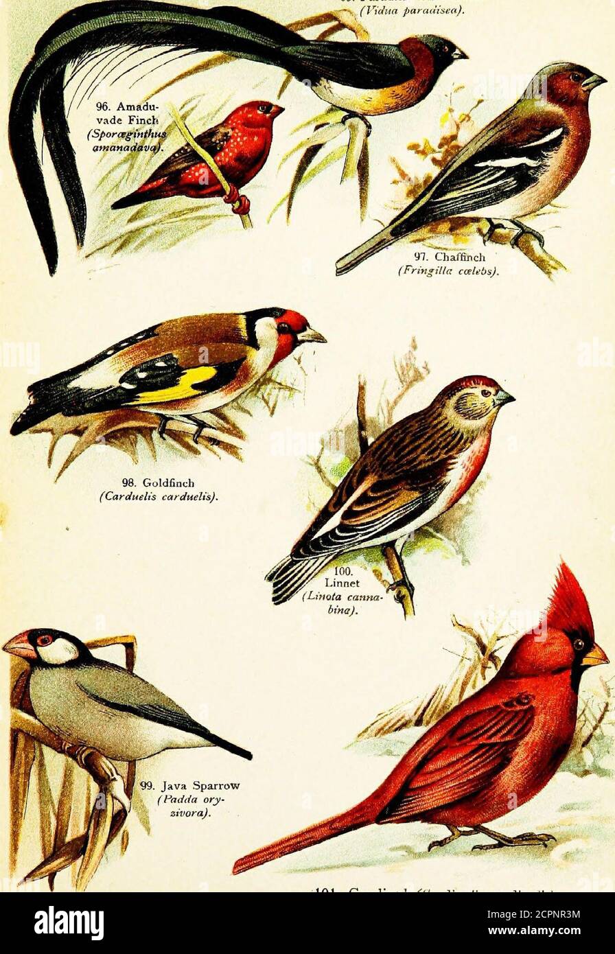 How Birds See The World Selection | www.ugelhuancayo.gob.pe