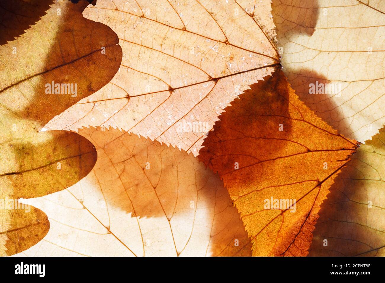 brown autumn leaves. background for design Stock Photo - Alamy