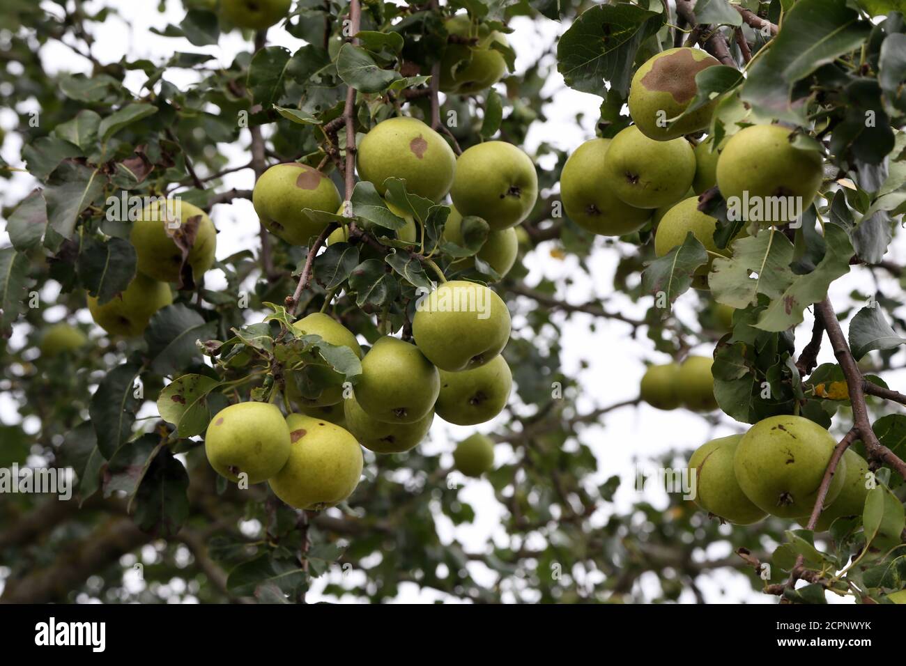 Pear tree fruit mountain hi-res stock photography and images - Alamy