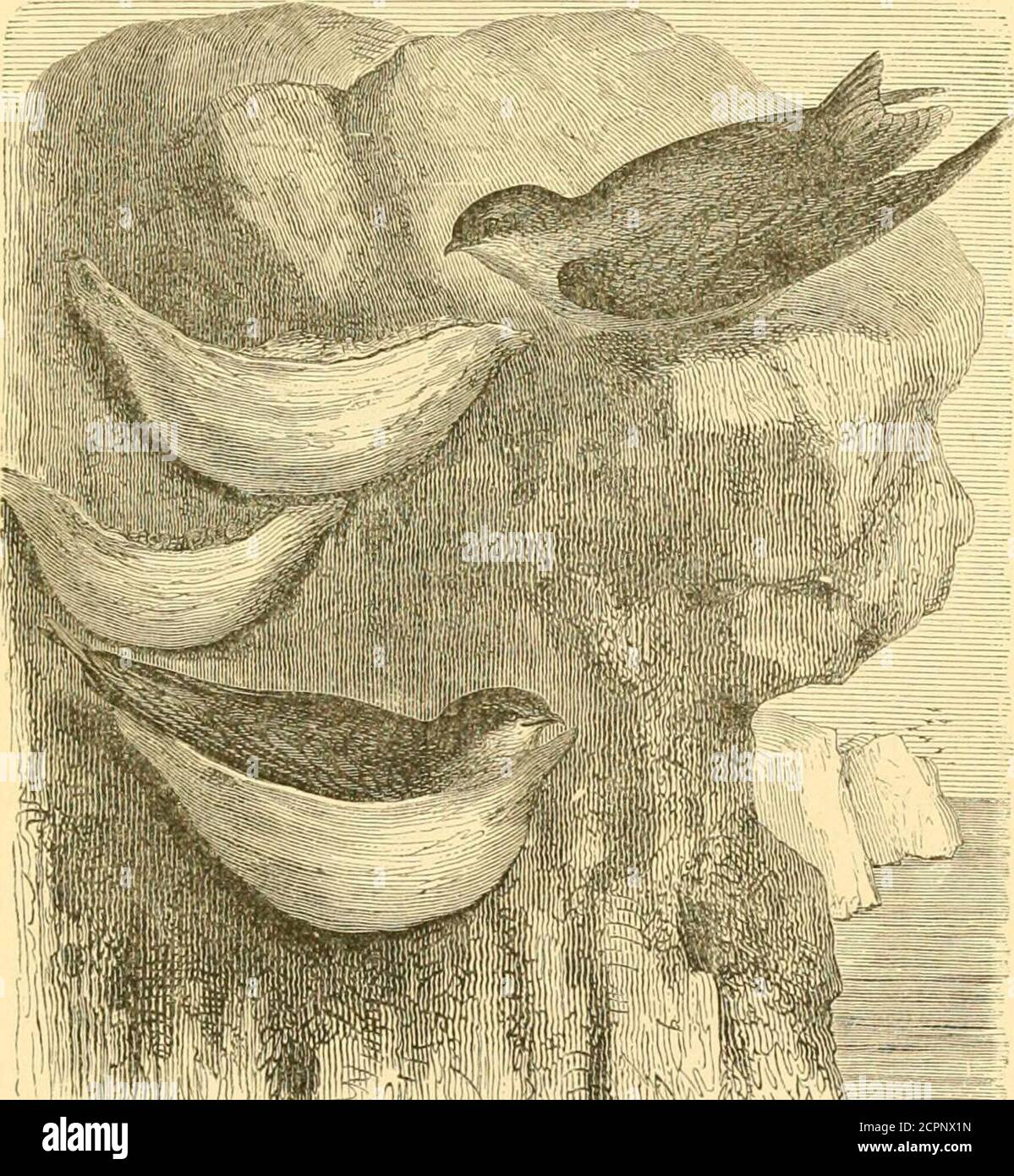 Large broad rounded wings hi-res stock photography and images - Alamy