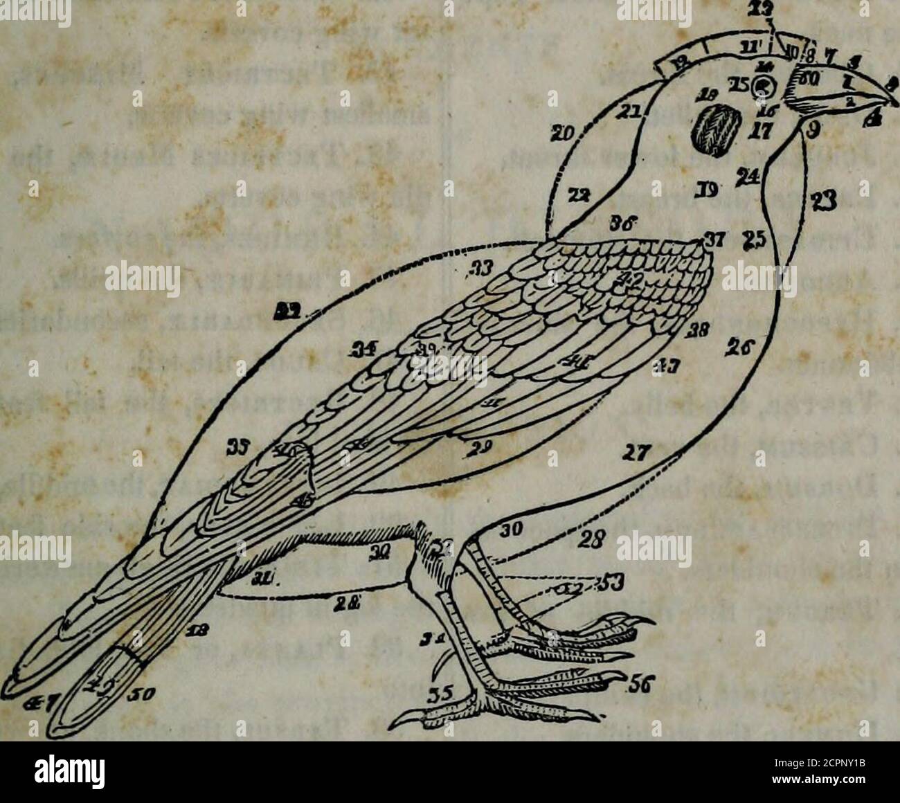 Bird External Anatomy