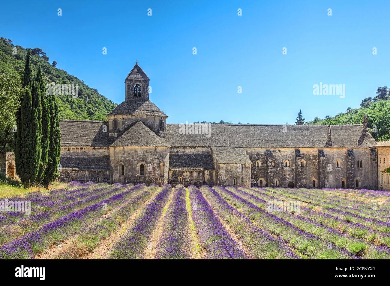 Abbey with lavender fields in French Senanque Stock Photo - Alamy