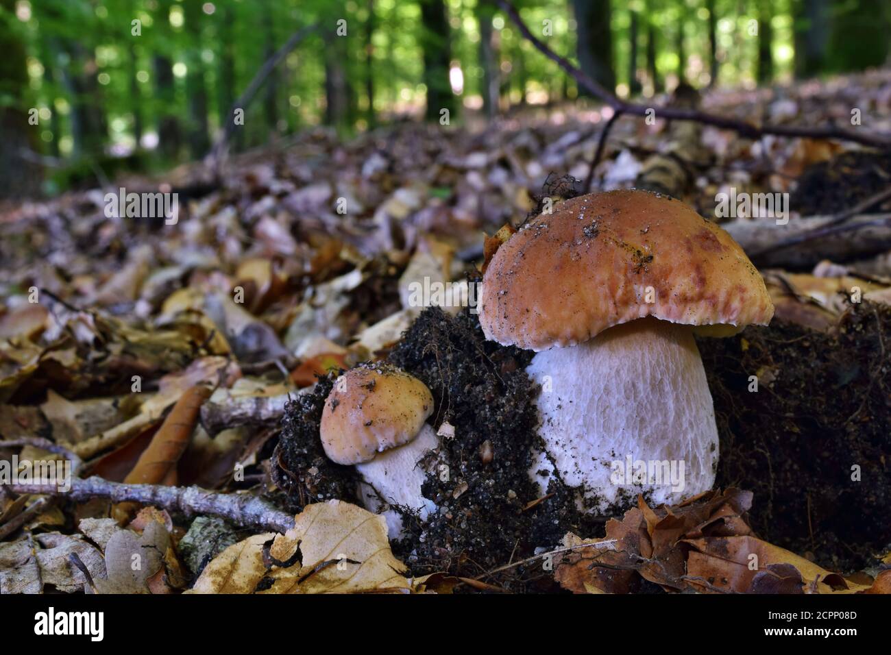 Boletus edulis edible mushroom is growing in the forest Stock Photo - Alamy