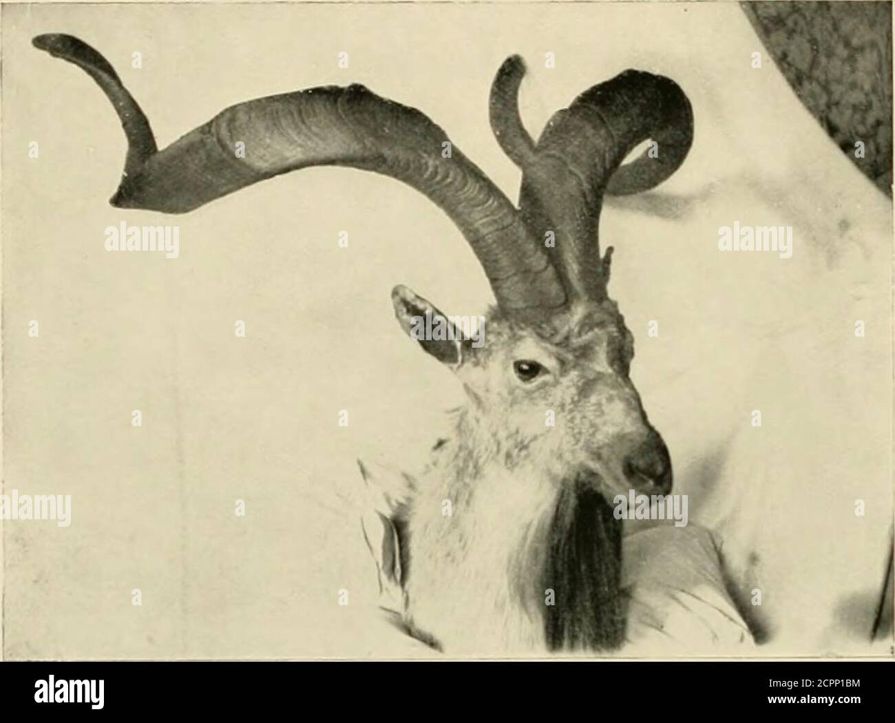 Astor markhor hi-res stock photography and images - Alamy