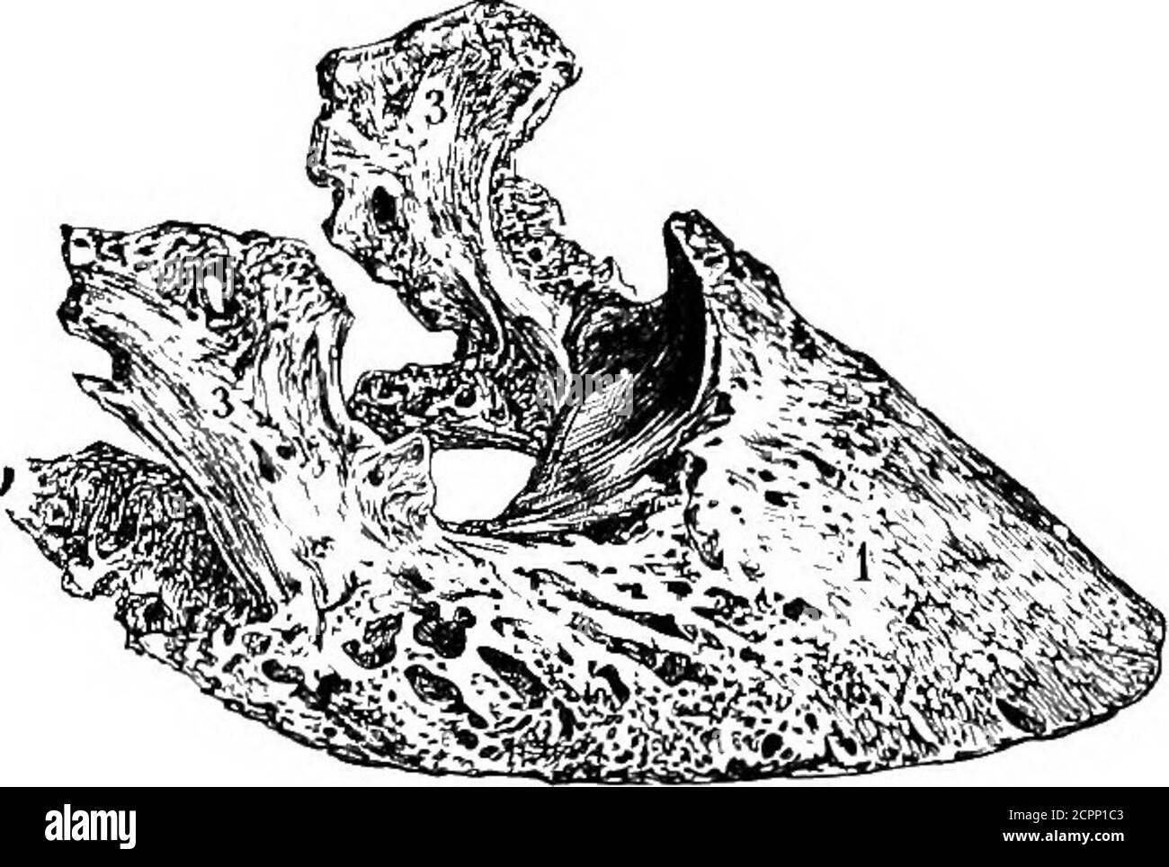 . The uses of Elliman's embrocation for horses, dogs, birds, cattle . 5 ...