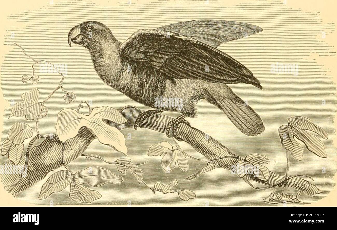 Tabuan parrot hi-res stock photography and images - Alamy