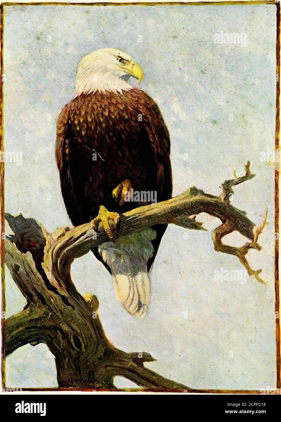. Birds of the world for young people . American, or Bald, Eagle ...