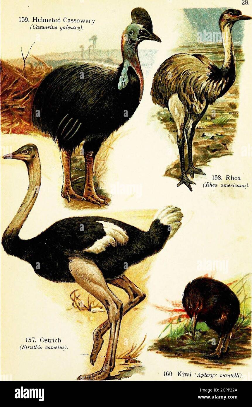 Rhea And Ostrich