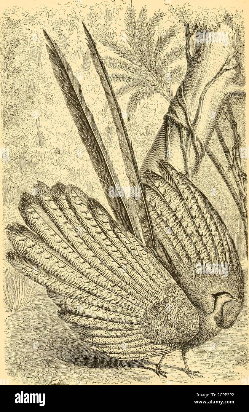 . Reptiles and birds : a popular account of the various orders; with a ...