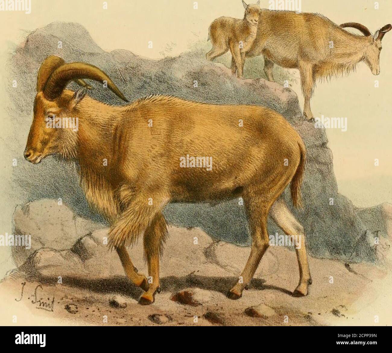 . Wild oxen, sheep & goats of all lands, living and extinct . e.No face ...