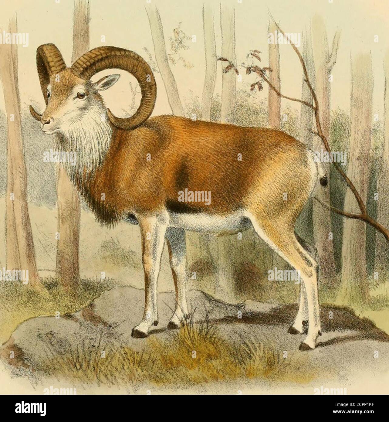 Urial pits hi-res stock photography and images - Alamy