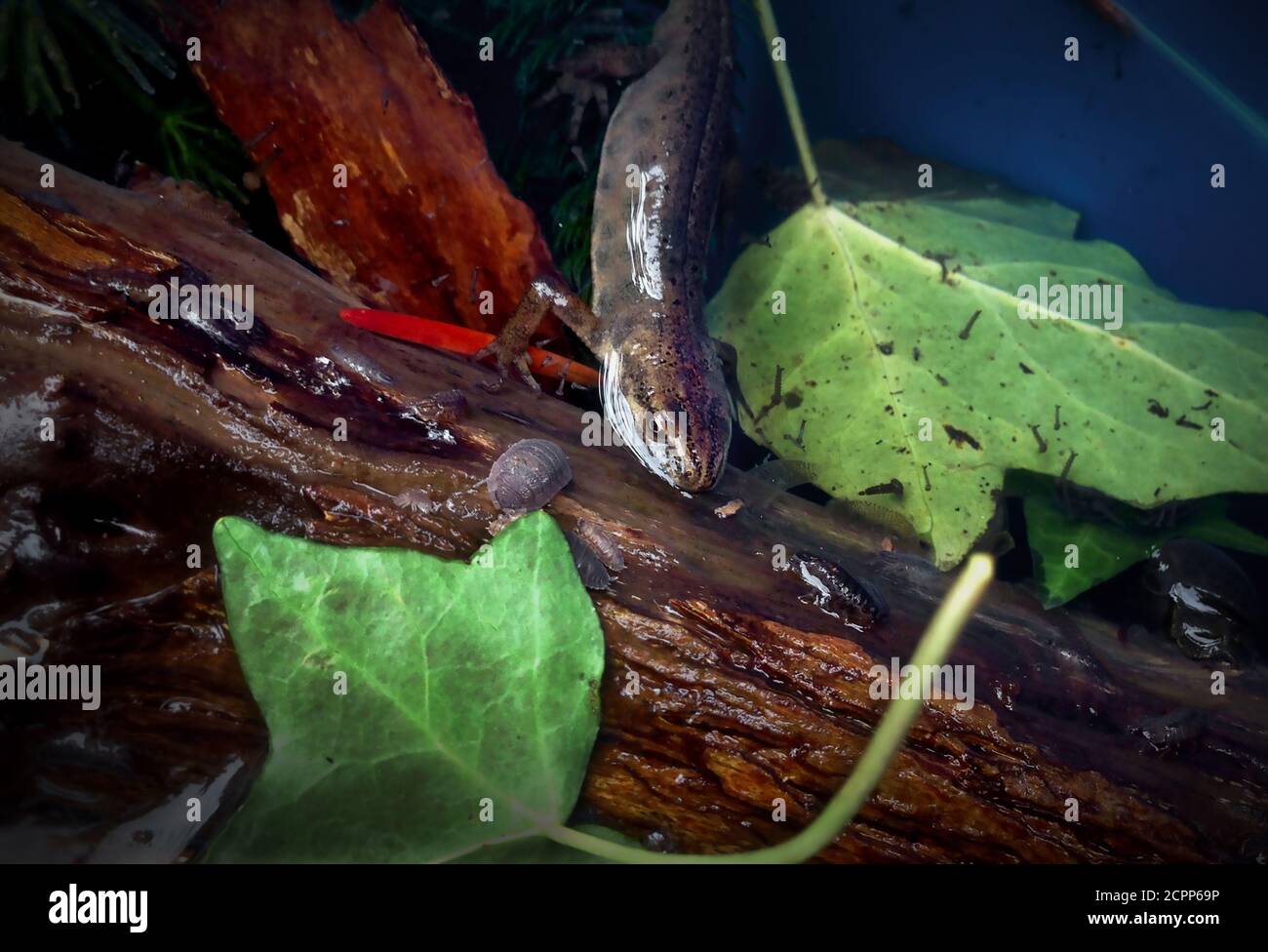 Smooth Newt also known as the Common Newt Thaxted Essex England UK ...