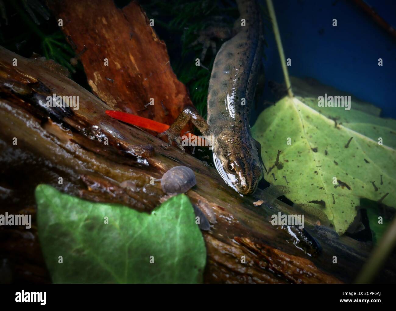 Smooth Newt also known as the Common Newt Thaxted Essex England UK ...
