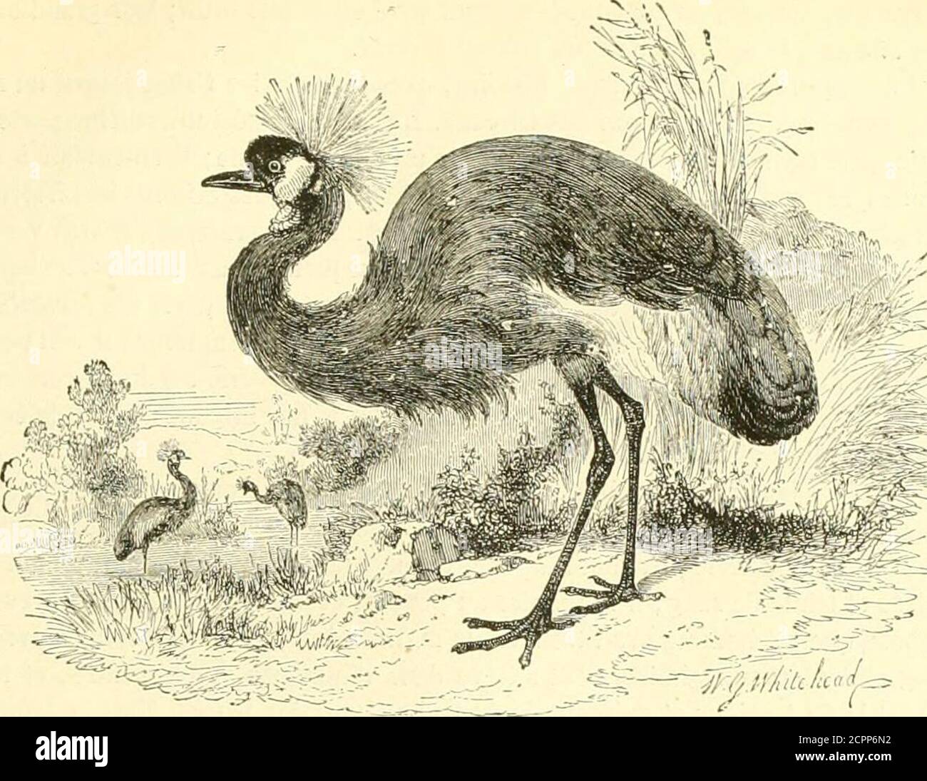 Se nourrit de petits poissons hi-res stock photography and images - Alamy