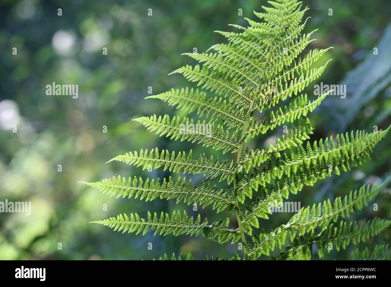 Sprig of green fern with brown spores Stock Photo - Alamy