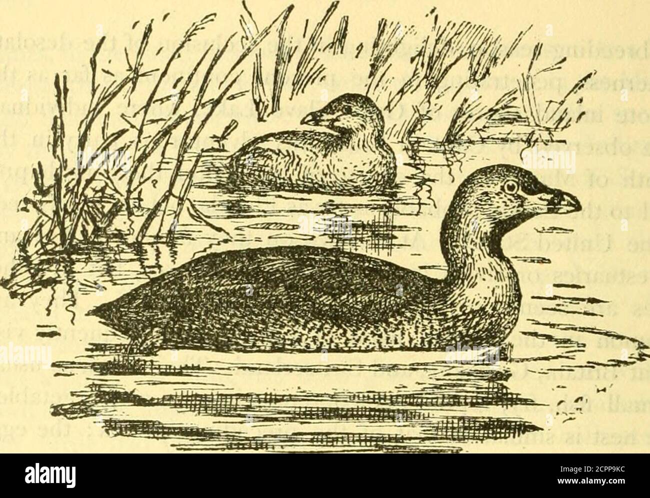 Grebe fur hi-res stock photography and images - Alamy