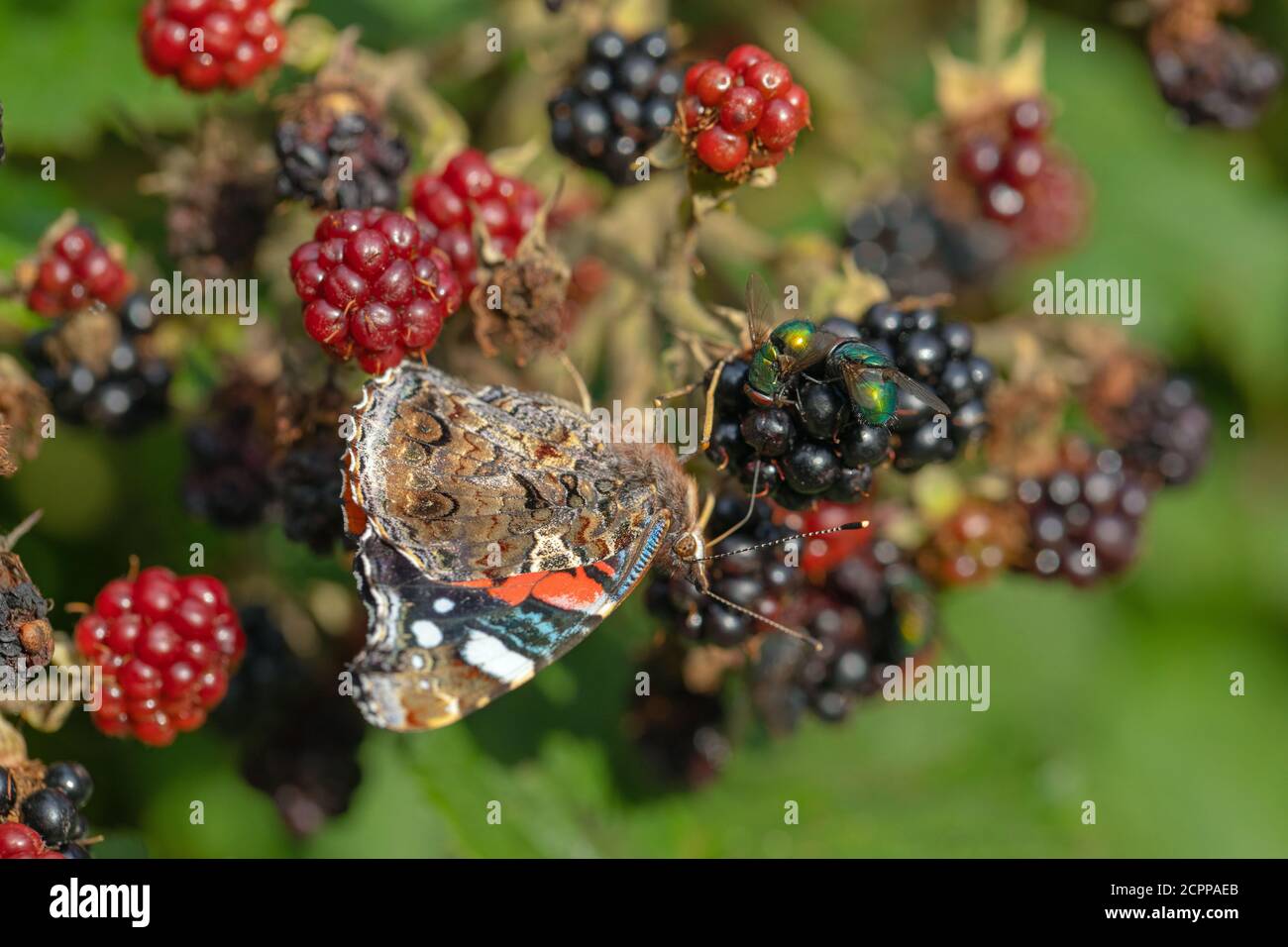 Tongue o hi-res stock photography and images - Alamy