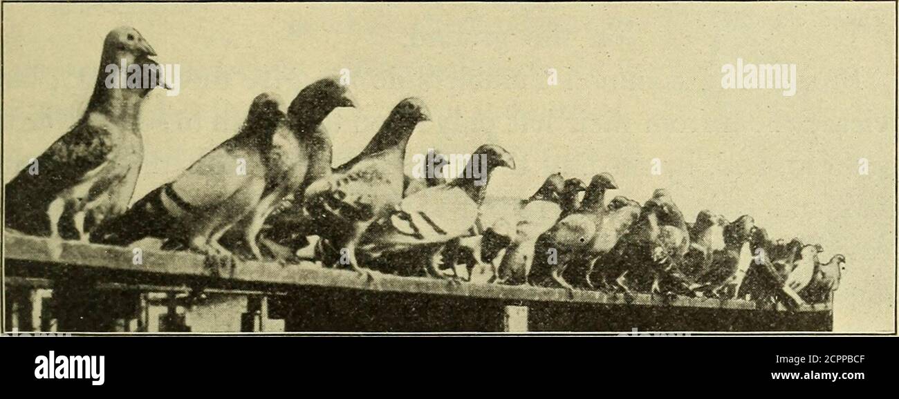 . Our domestic birds; . PIGEONS 247 as occasionally a breeder makes a ...