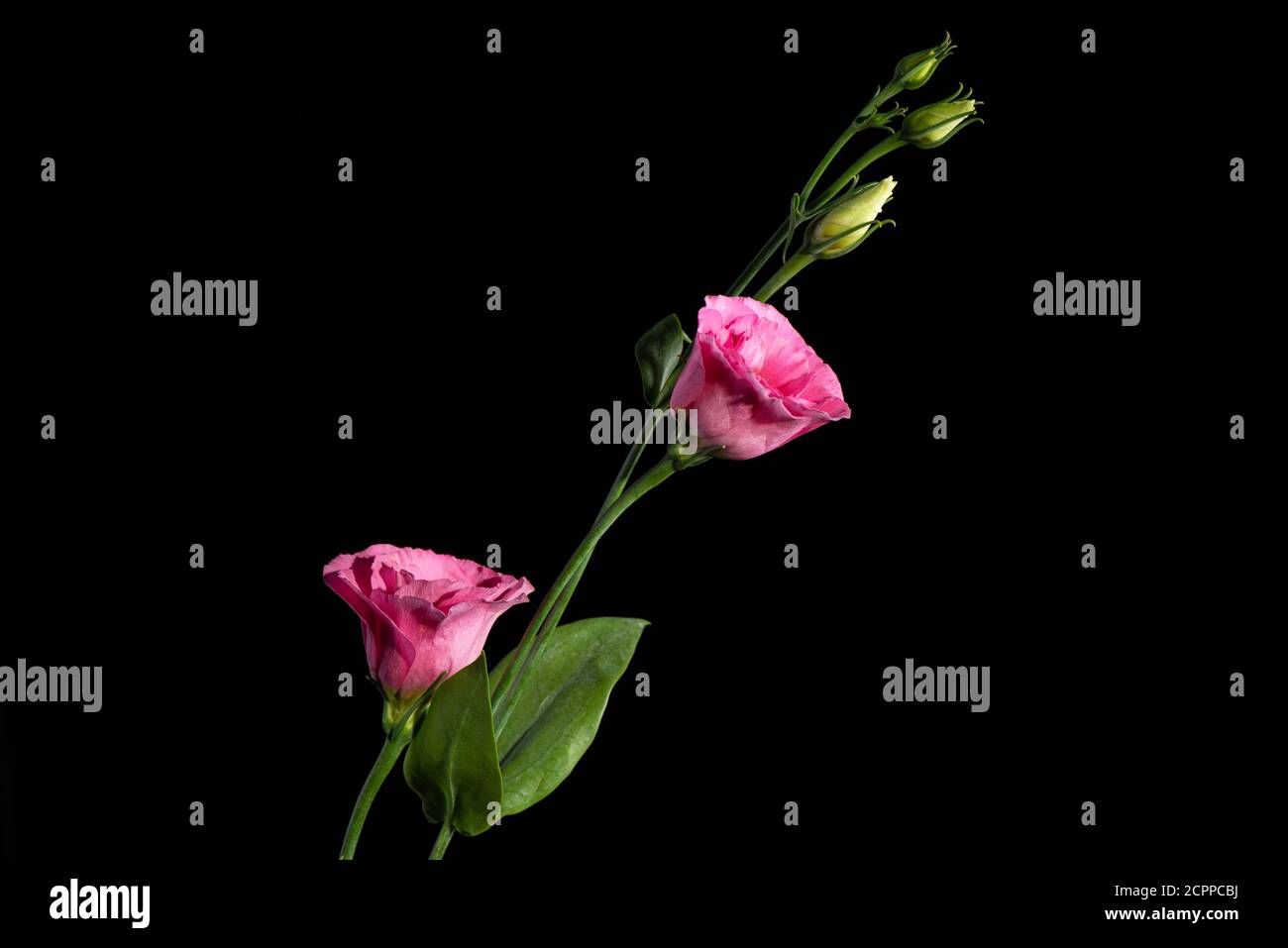 Eustoma Russellianum High Resolution Stock Photography and Images - Alamy