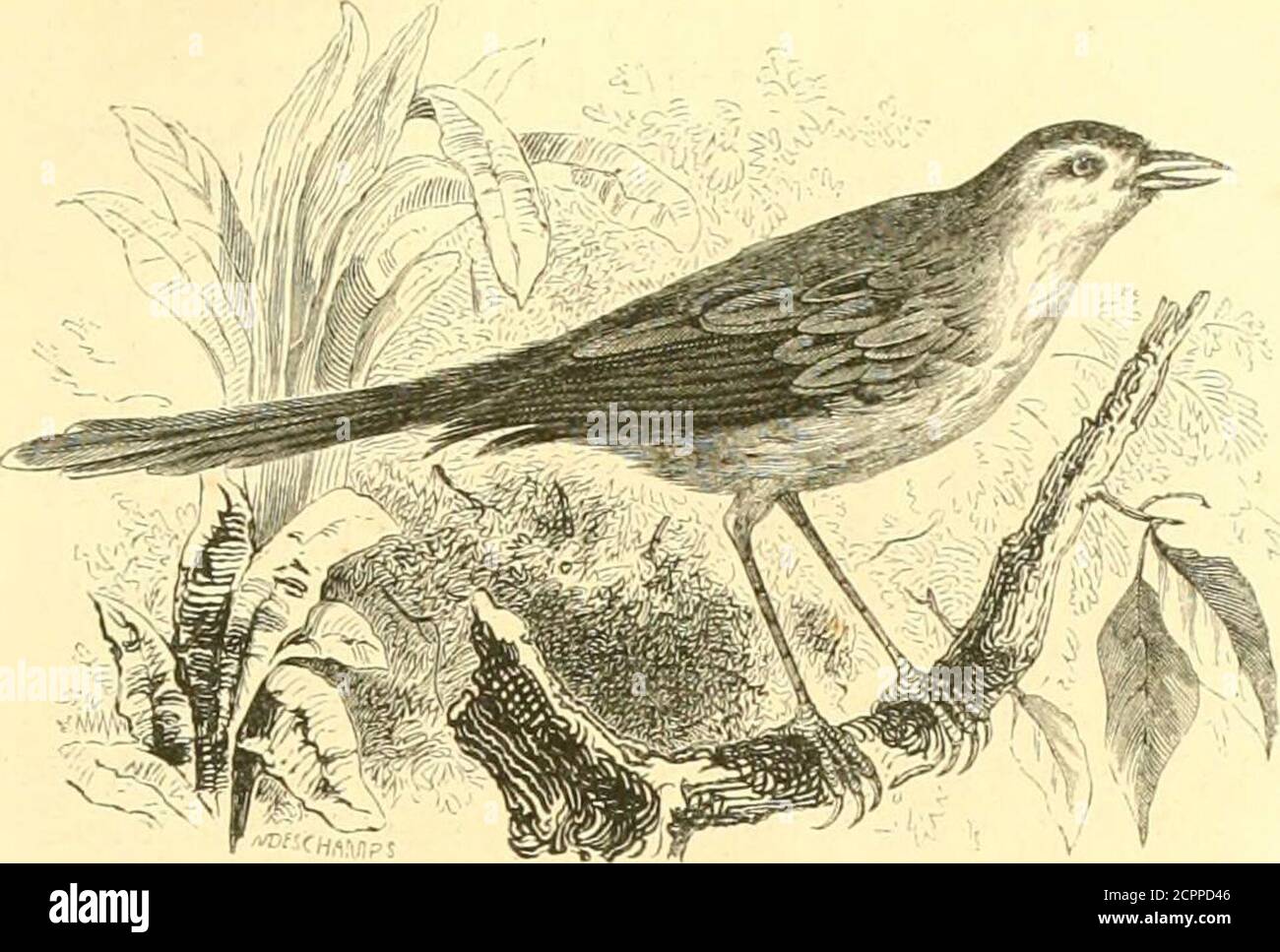 Colons blancs hi-res stock photography and images - Alamy