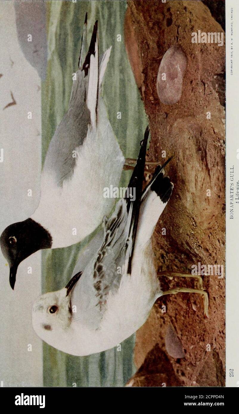 Protruding bill hi-res stock photography and images - Alamy