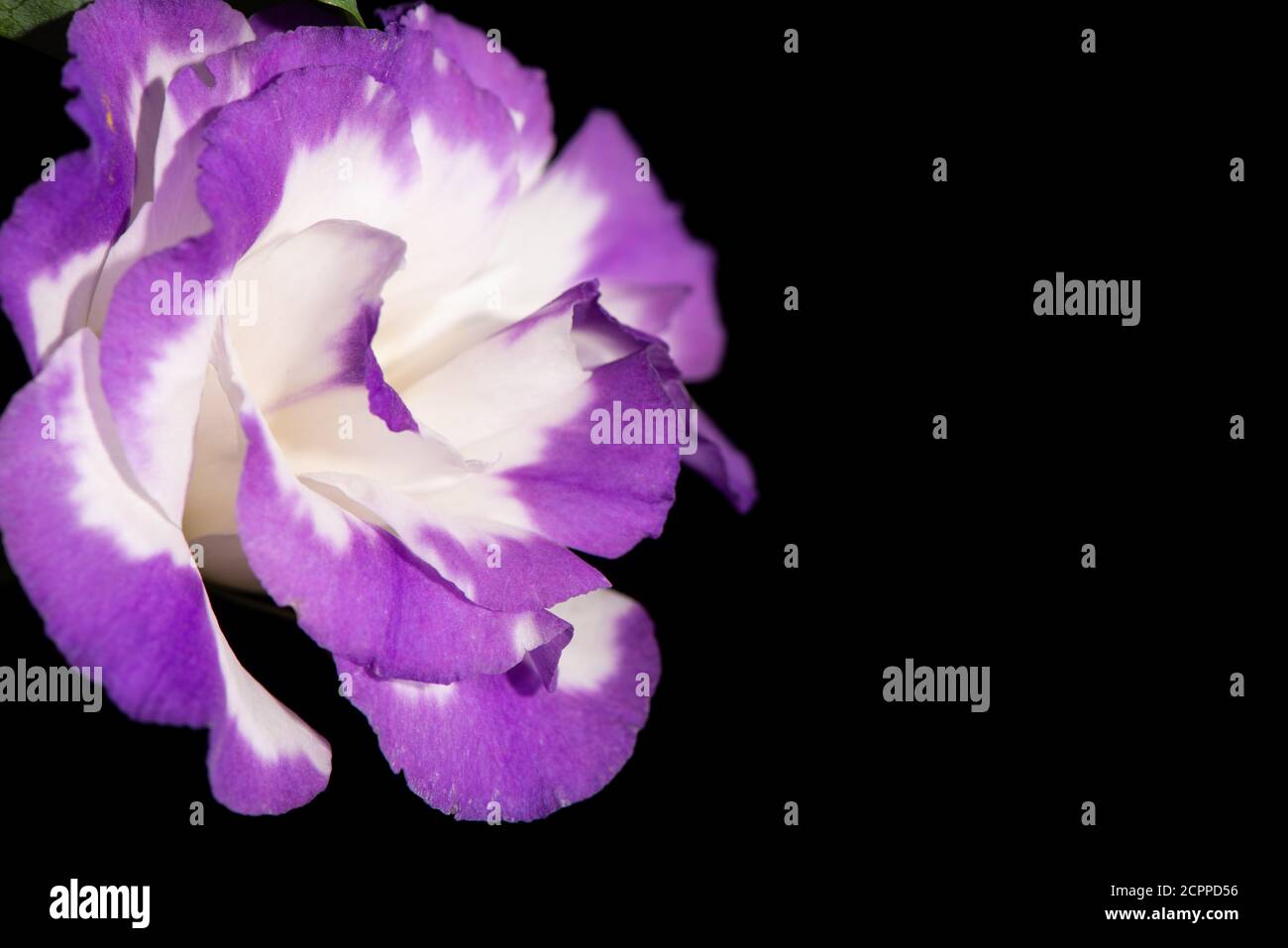 Eustoma russellianum hi-res stock photography and images - Alamy