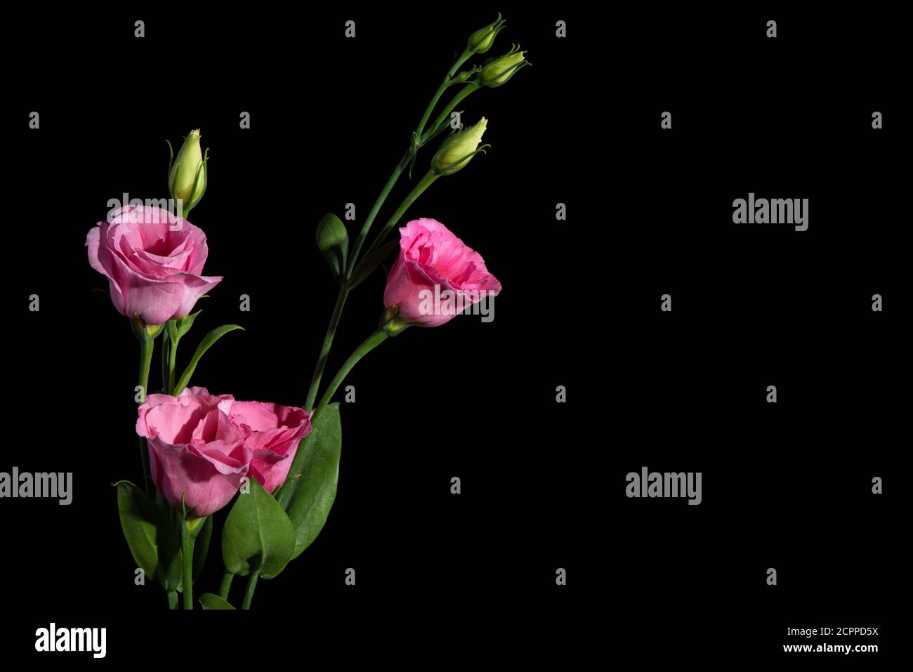 Eustoma russellianum hi-res stock photography and images - Alamy