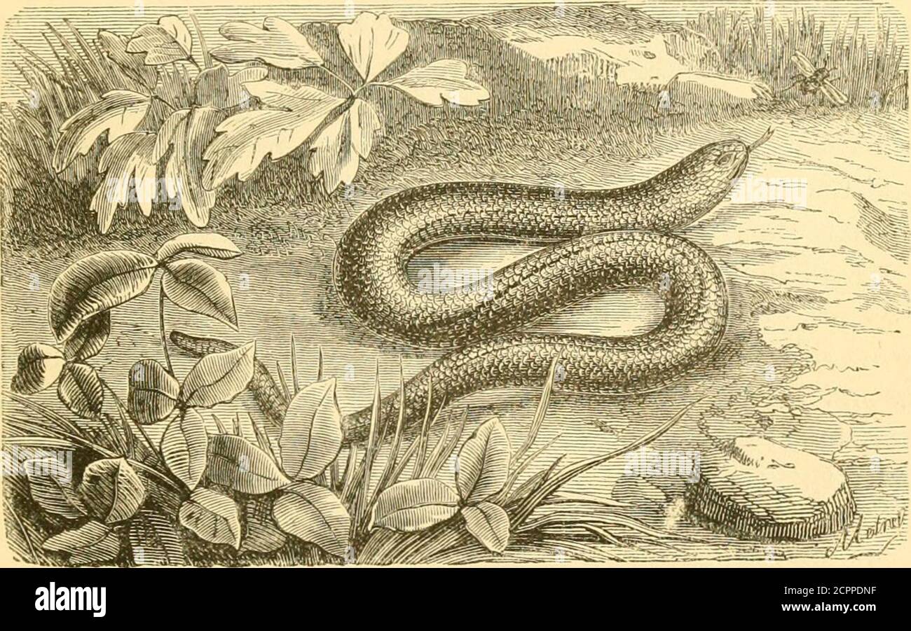 Thick bony scales hi-res stock photography and images - Alamy