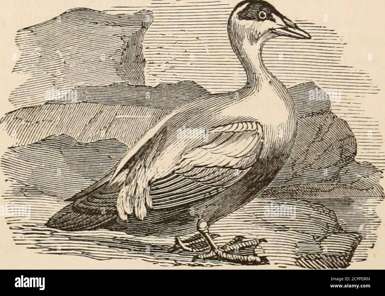 Bonaparte 1828 hi-res stock photography and images - Alamy