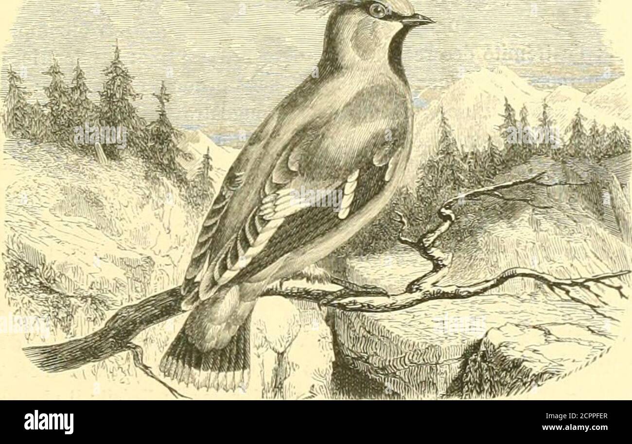 Tete de moineau hi-res stock photography and images - Alamy