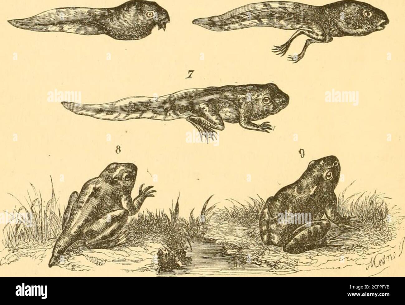. Reptiles and birds : a popular account of the various orders; with a ...