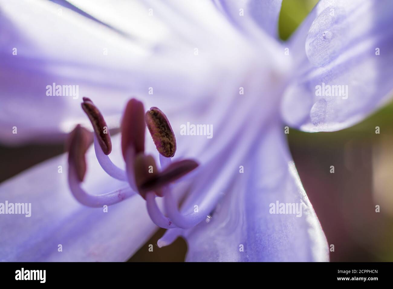 Lily Seeds High Resolution Stock Photography and Images - Alamy