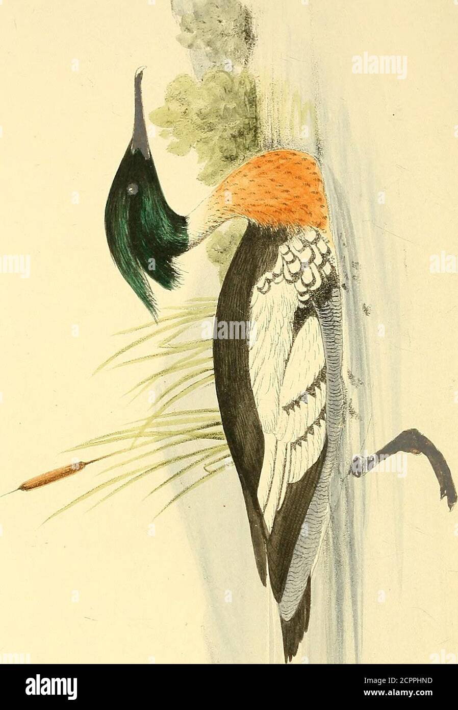 Binomial mergusserrator hi-res stock photography and images - Alamy