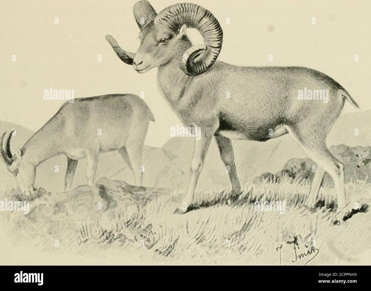 Tibetan argali hi-res stock photography and images - Alamy