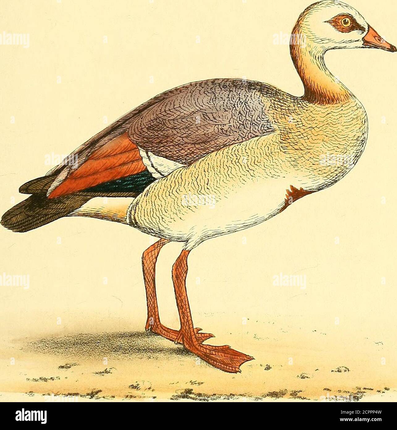 Colonel birds hi-res stock photography and images - Alamy