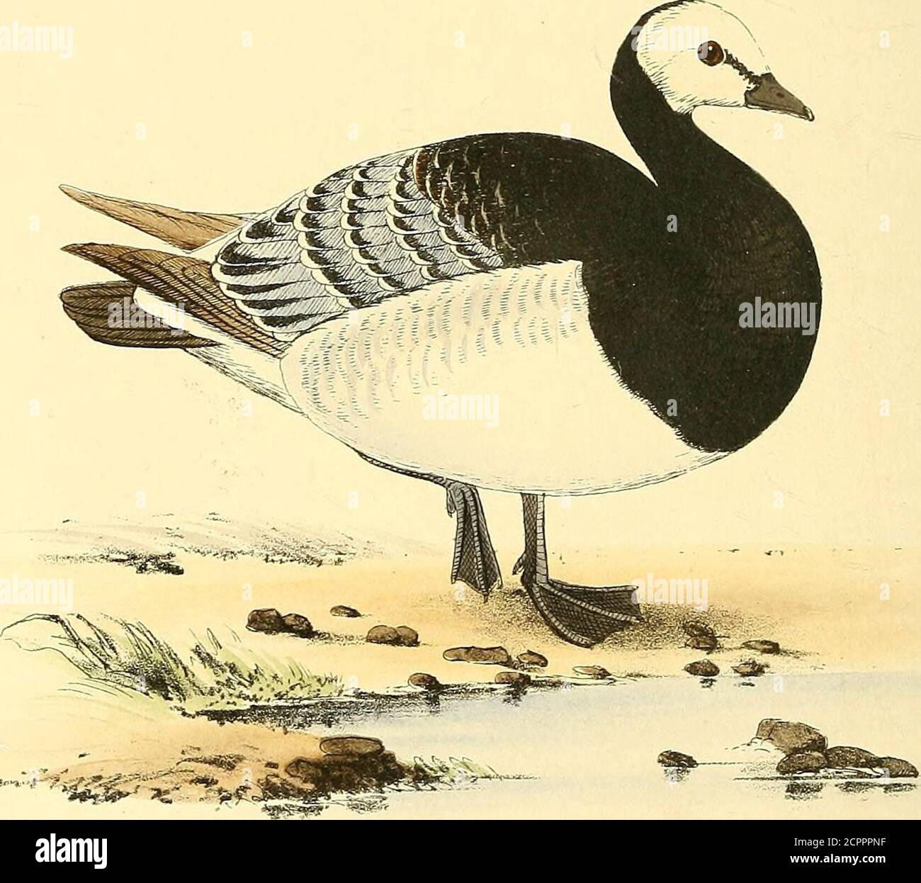 . Coloured illustrations of British birds, and their eggs . hern ...