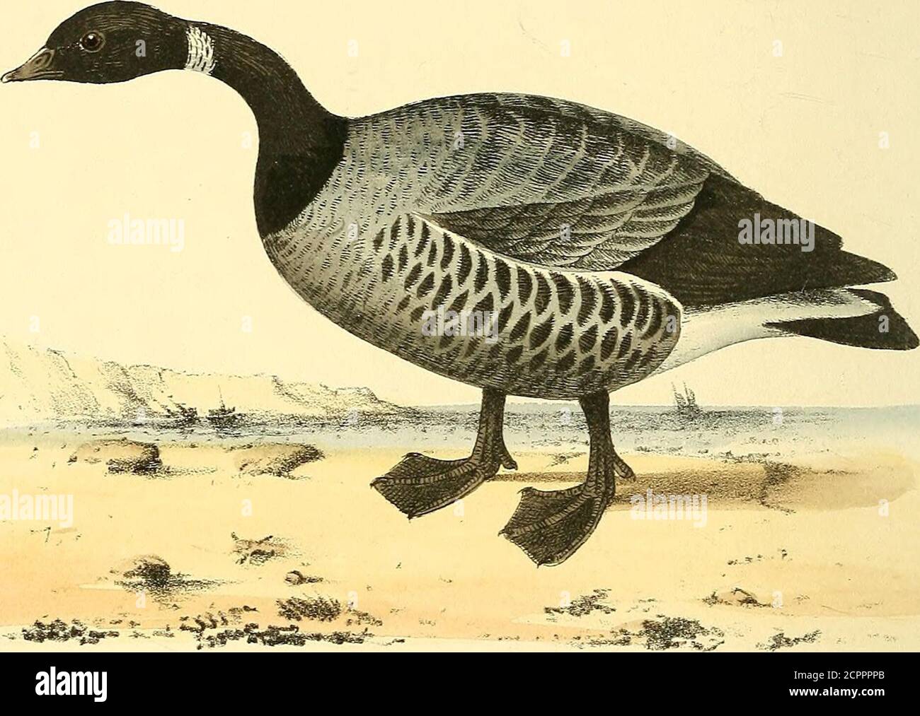 Blunt rounded tail hi-res stock photography and images - Alamy