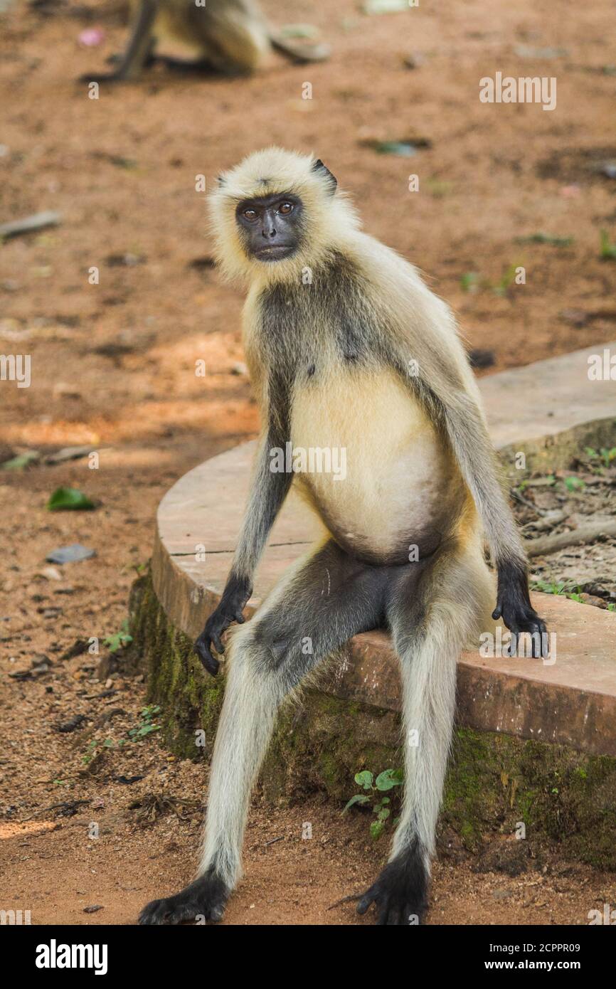 Funny monkey india hi-res stock photography and images - Alamy