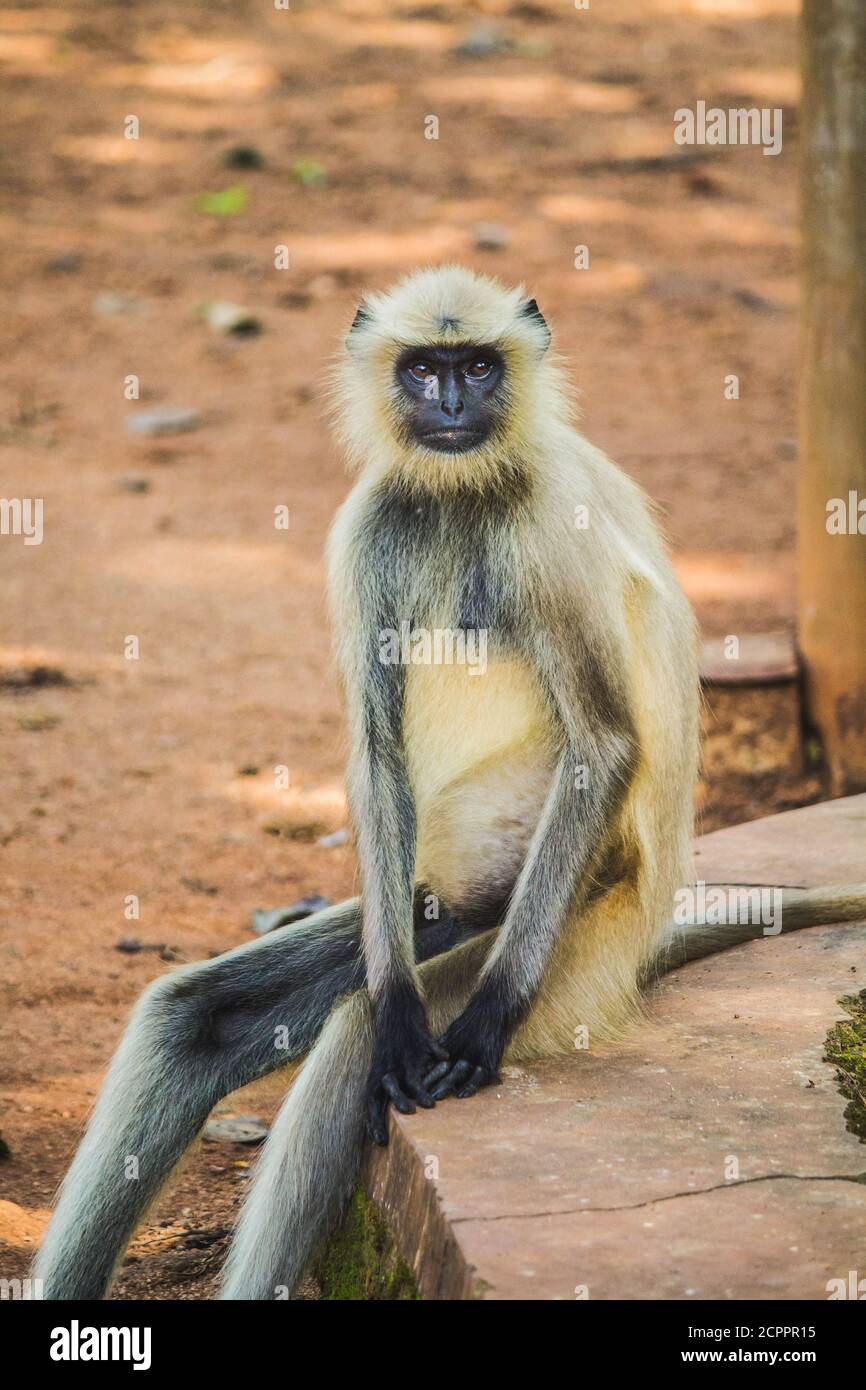 Monkey india funny hi-res stock photography and images - Alamy